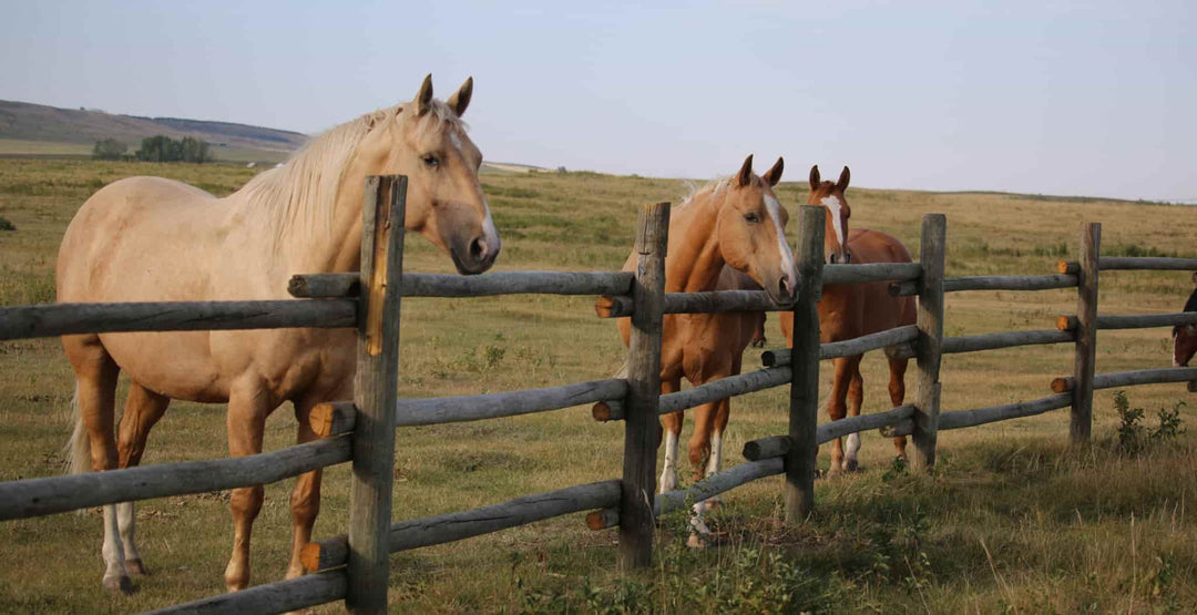Supporting Dare 2 Dream Horse Rescue with EQU StreamZ Bands – StreamZ ...